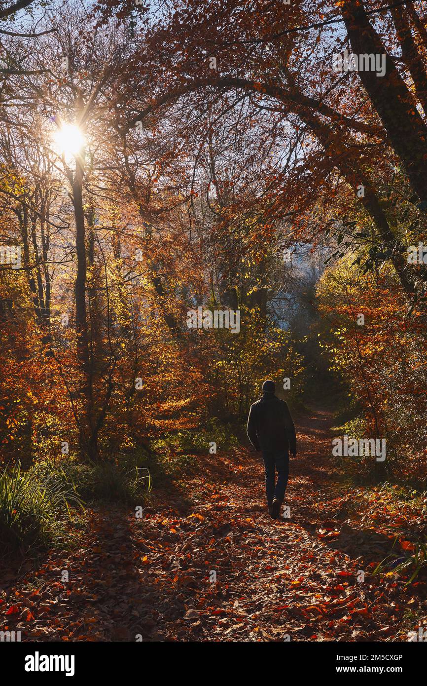 Portrait shot of male walker on woodland path amongt beech trees in ...