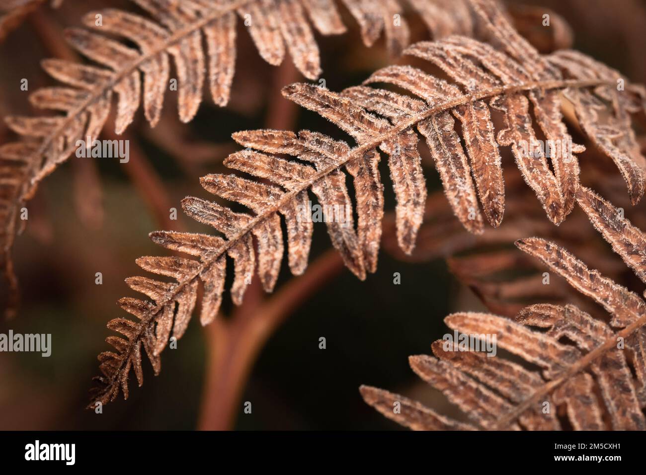 In the winter the frost and ice covers the brown and orange of the old ...