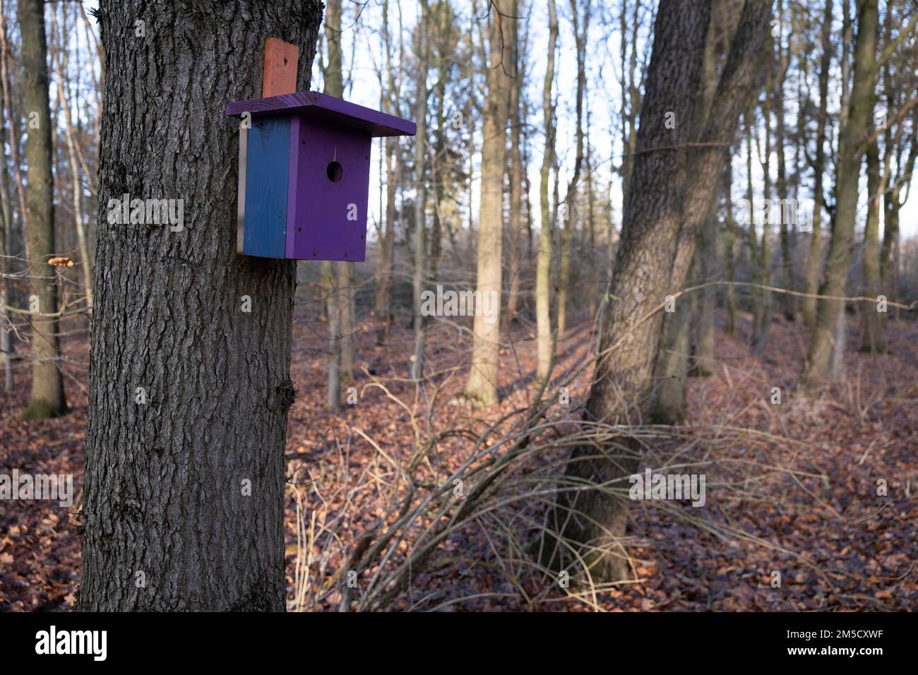 Purple and blue painted wooden bird nest box or bird house on the trunk ...