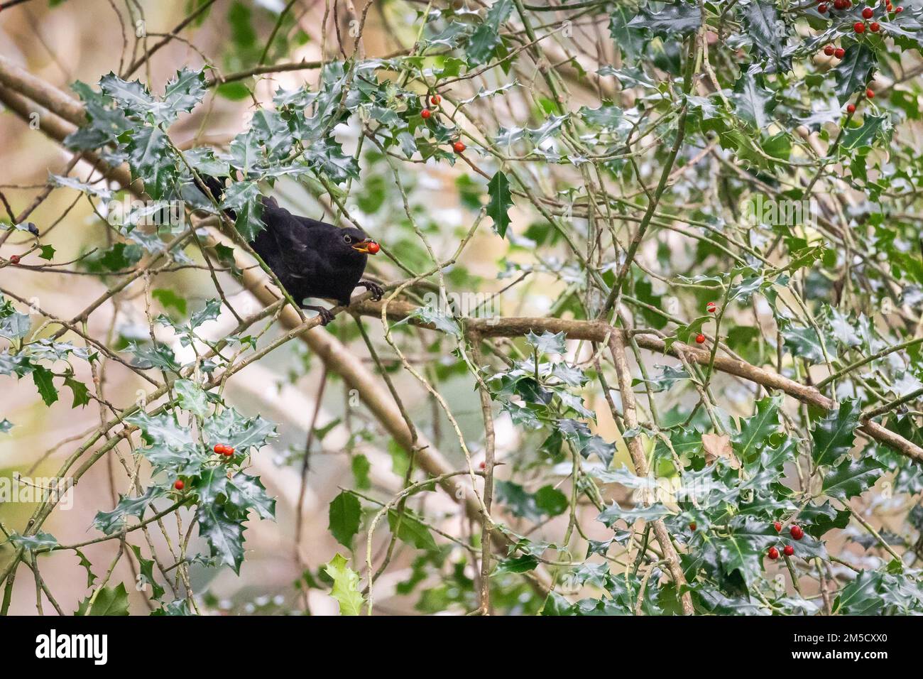 A blackbird (Turdus merula) sits in a holly bush eating the red berries ...