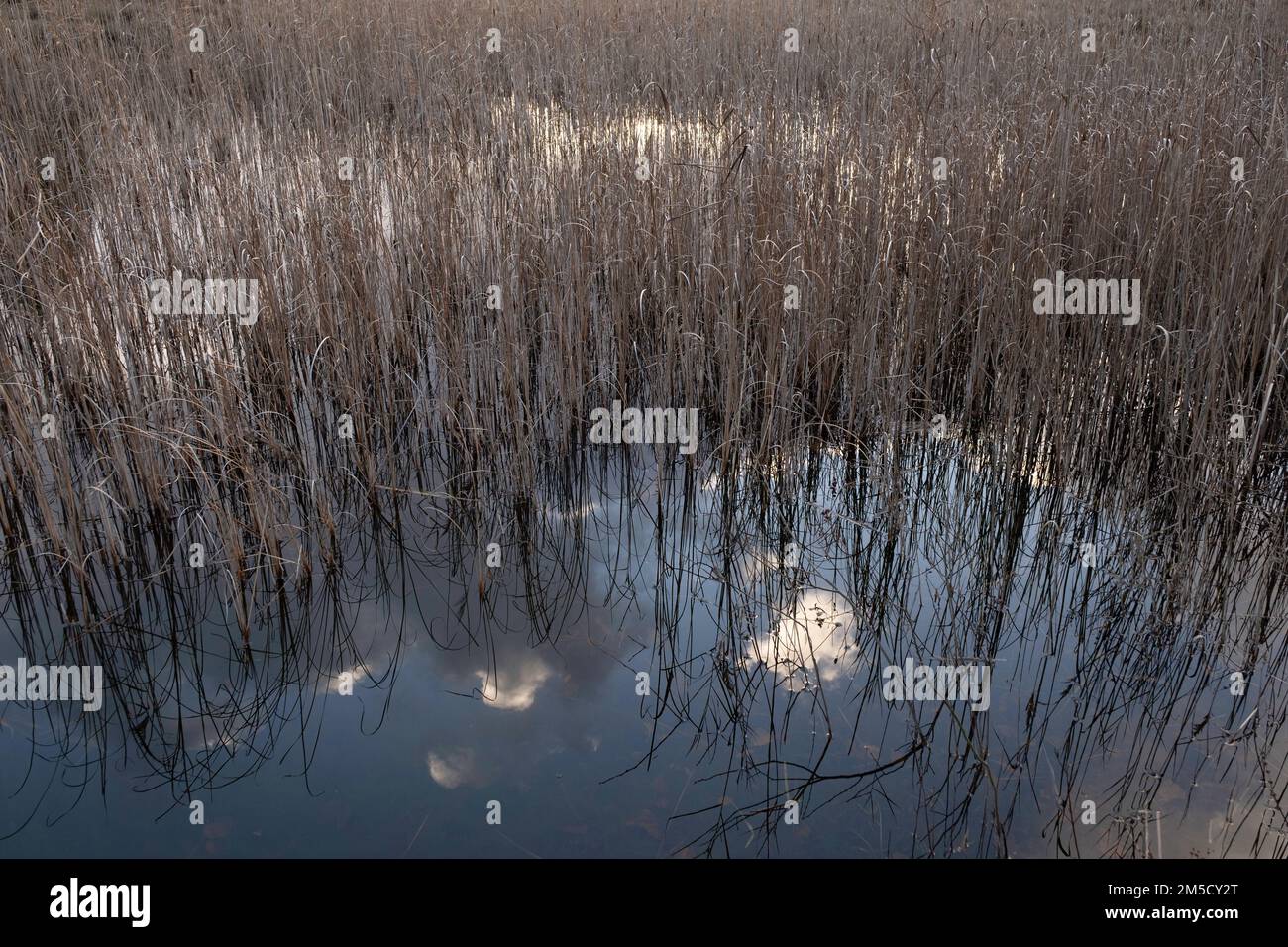 Reed stems and clouds are reflected in the water in a reed landscape ...