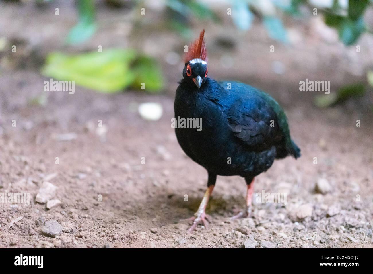 A crested wood partridge (rollululus pouloul) walking through the ...