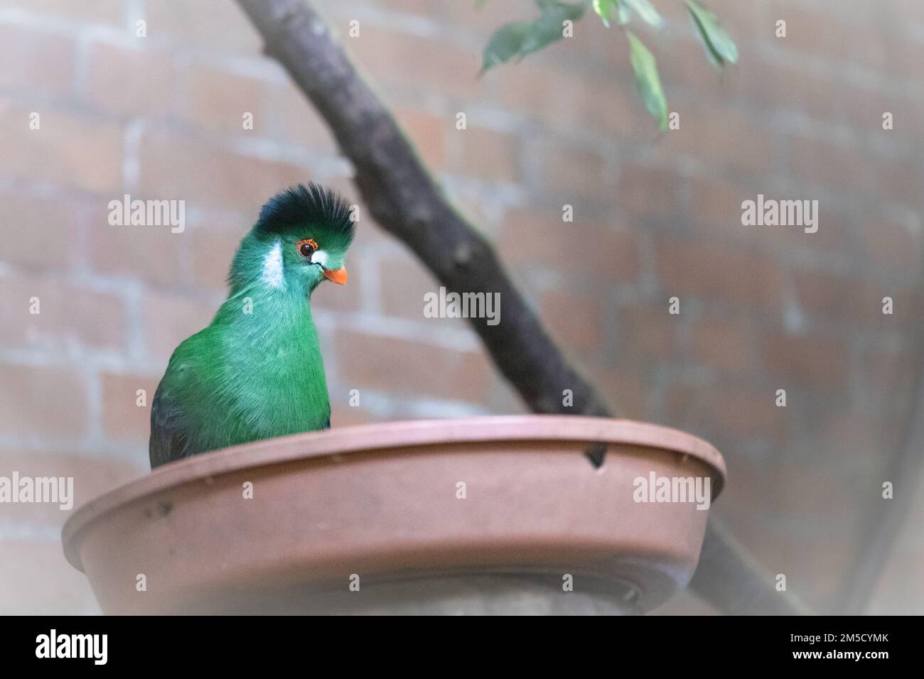White cheeked turaco (Tauraco leucotis) sitting in a food bowl at its ...