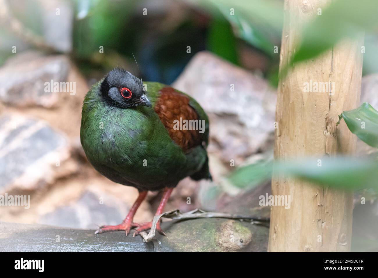 The brightly green and brown of the female crested wood partridge ...