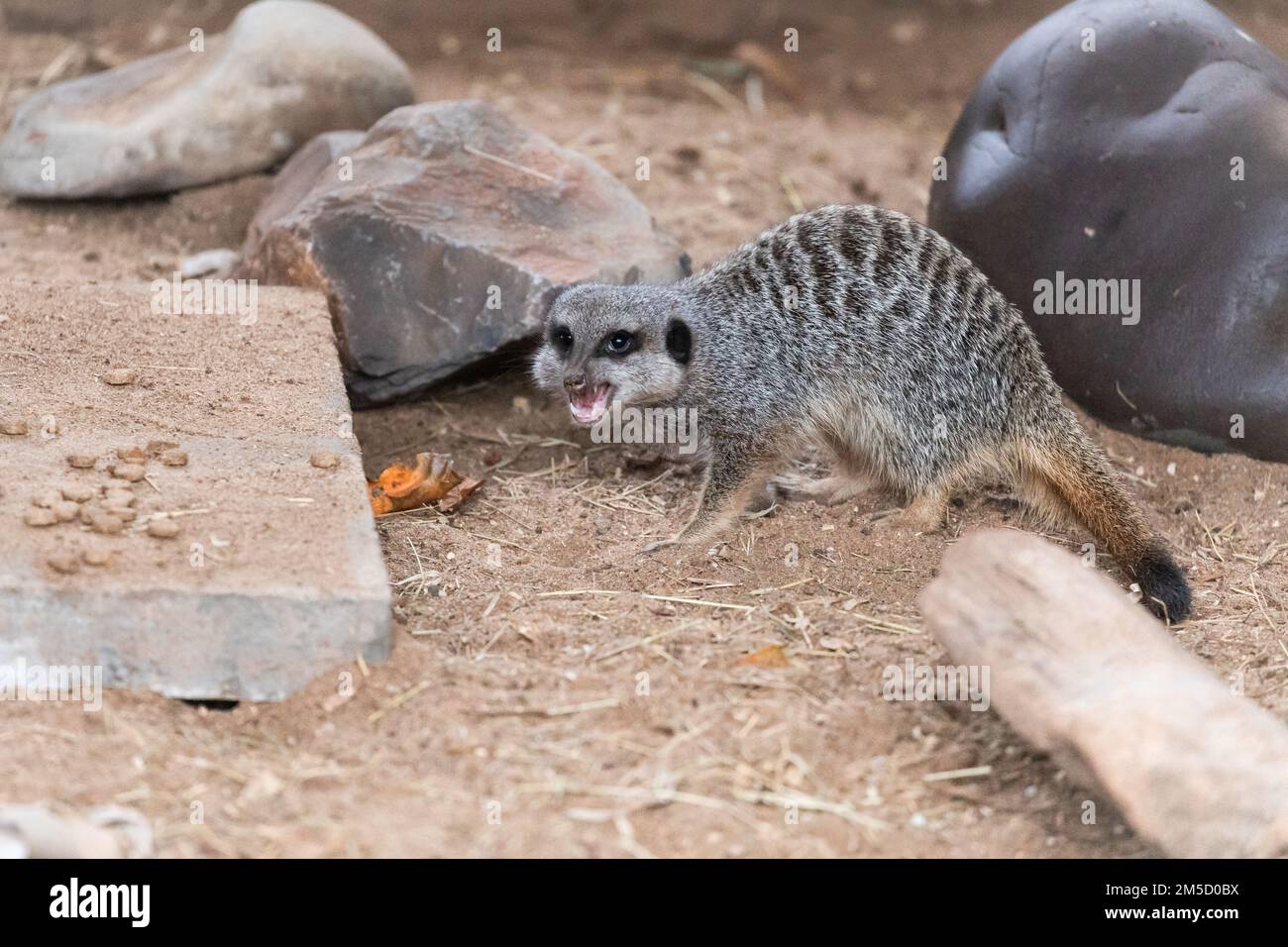 A meerkat (Suricata suricatta) in its purpose build pen at Tropiquaria ...