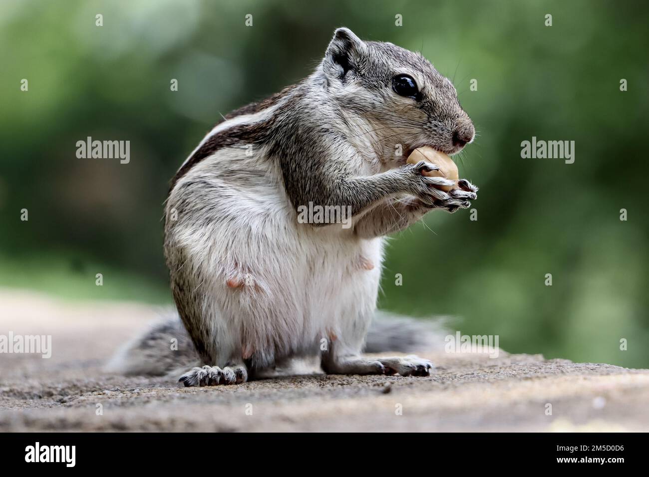 A close-up shot of a chipmunk eating nuts on the ground Stock Photo - Alamy