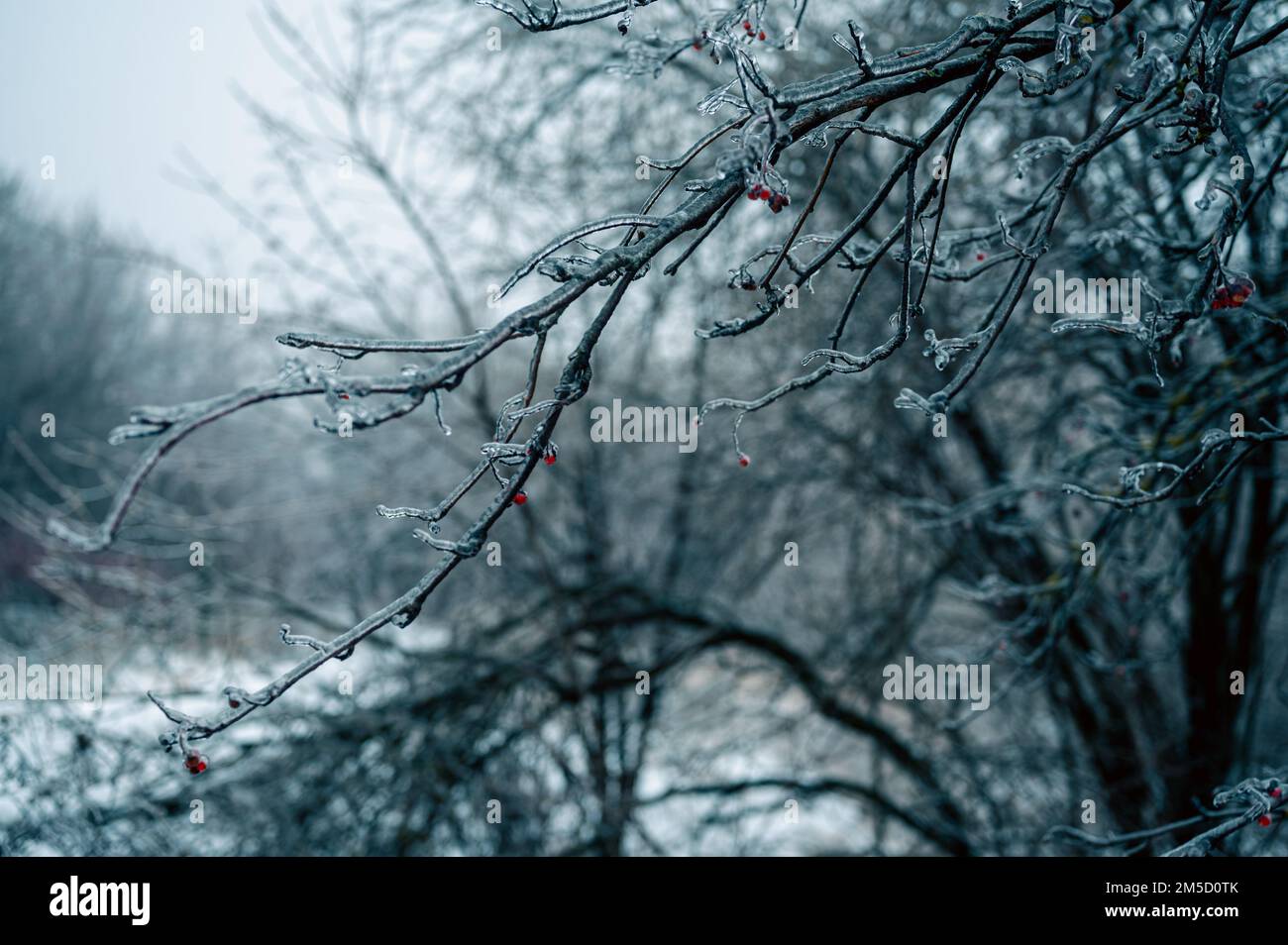 Freezing rain winter. Ice and snow on branch after Freezing rain ...