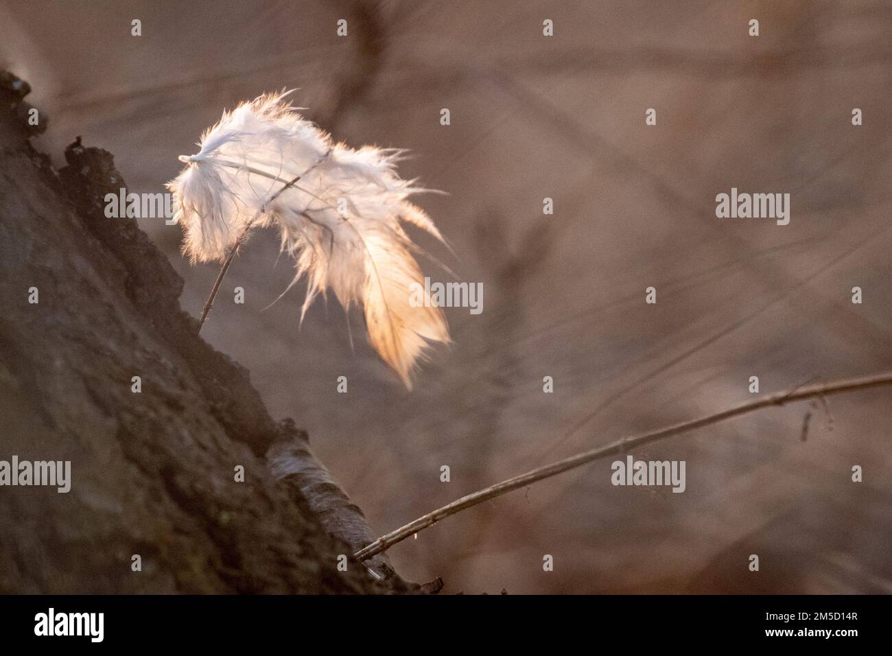 A broken feather hanging from the branch of a tree Stock Photo - Alamy