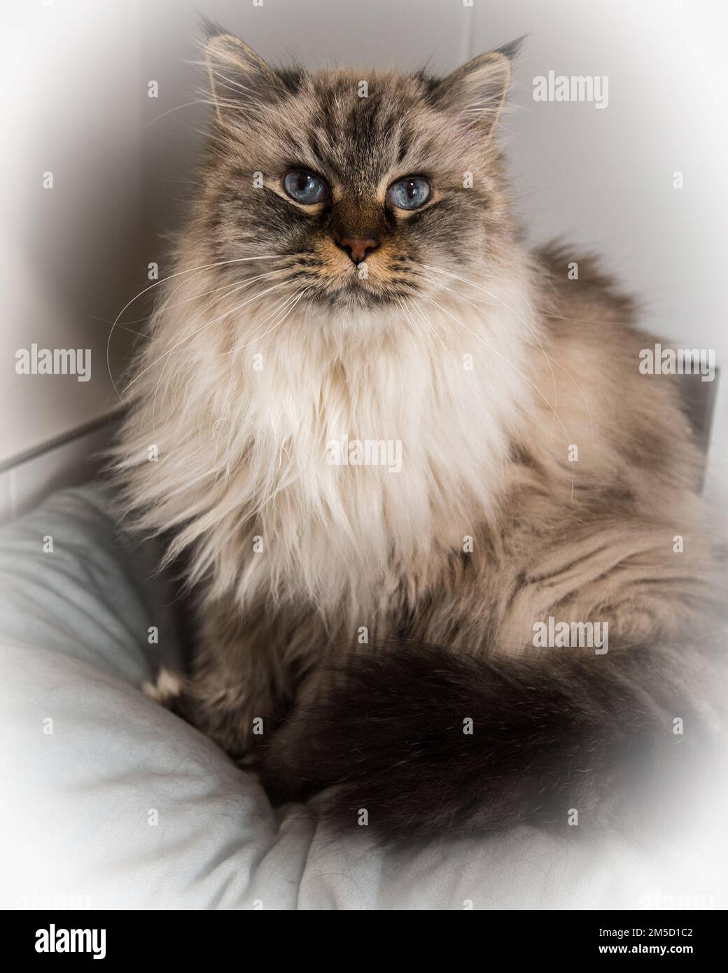 Siberian cat colours and coat types hi-res stock photography and images ...