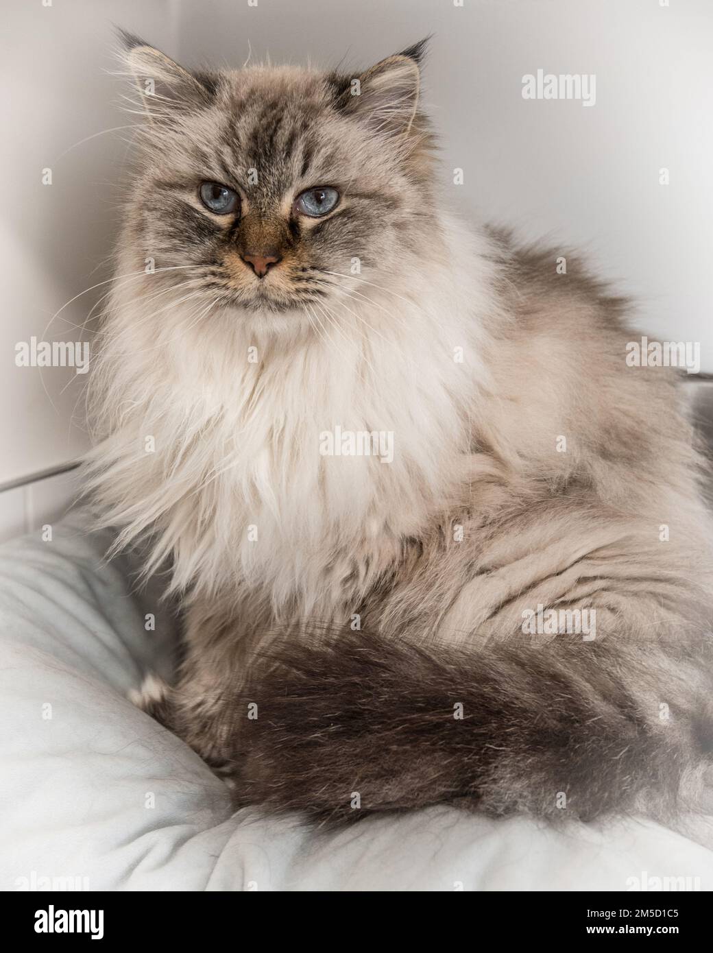 Siberian pure bred pedigree cat with long fur, large eyes and pretty ...