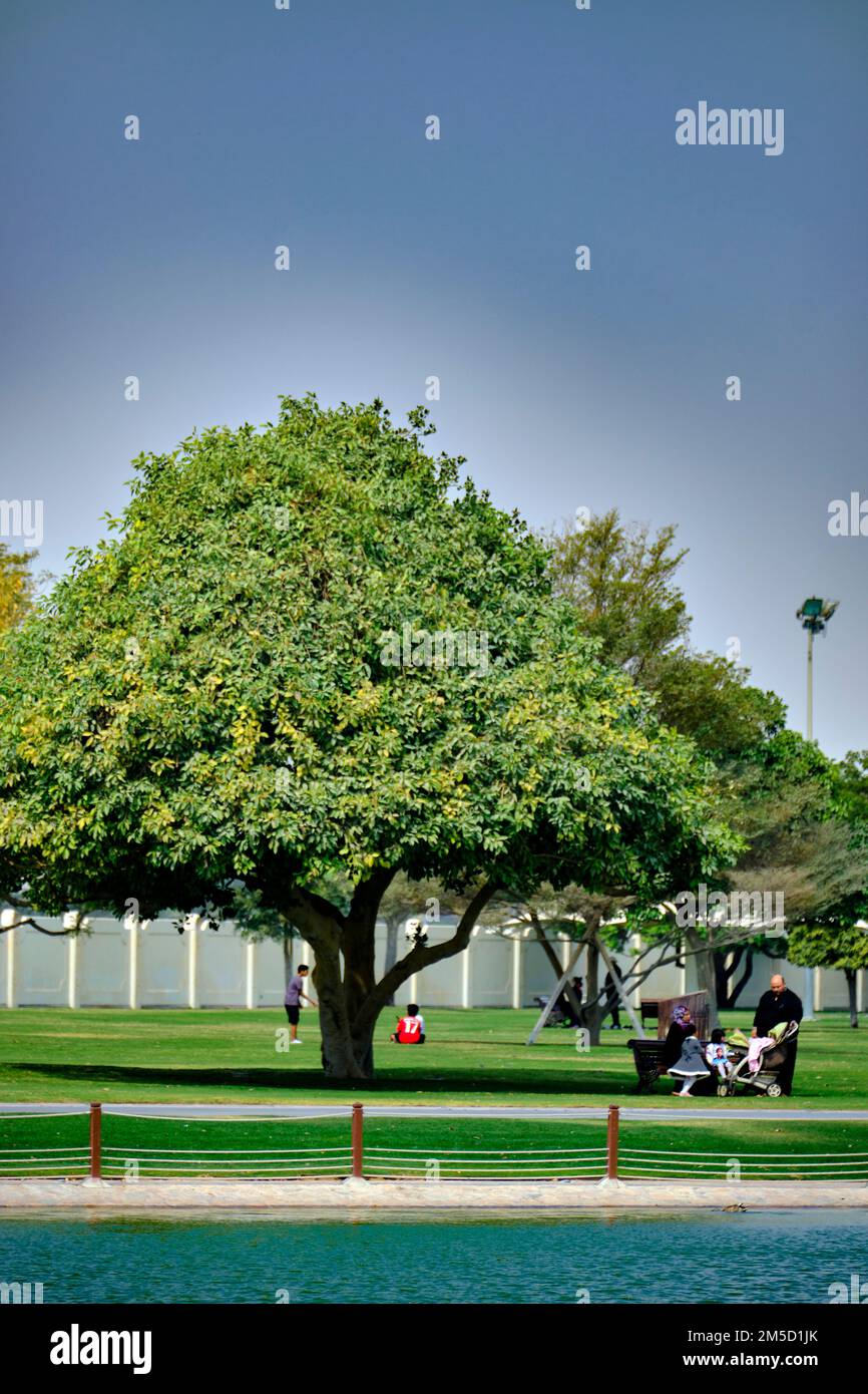 A vertical shot of trees at Aspire Park, Doha, Qatar Stock Photo - Alamy