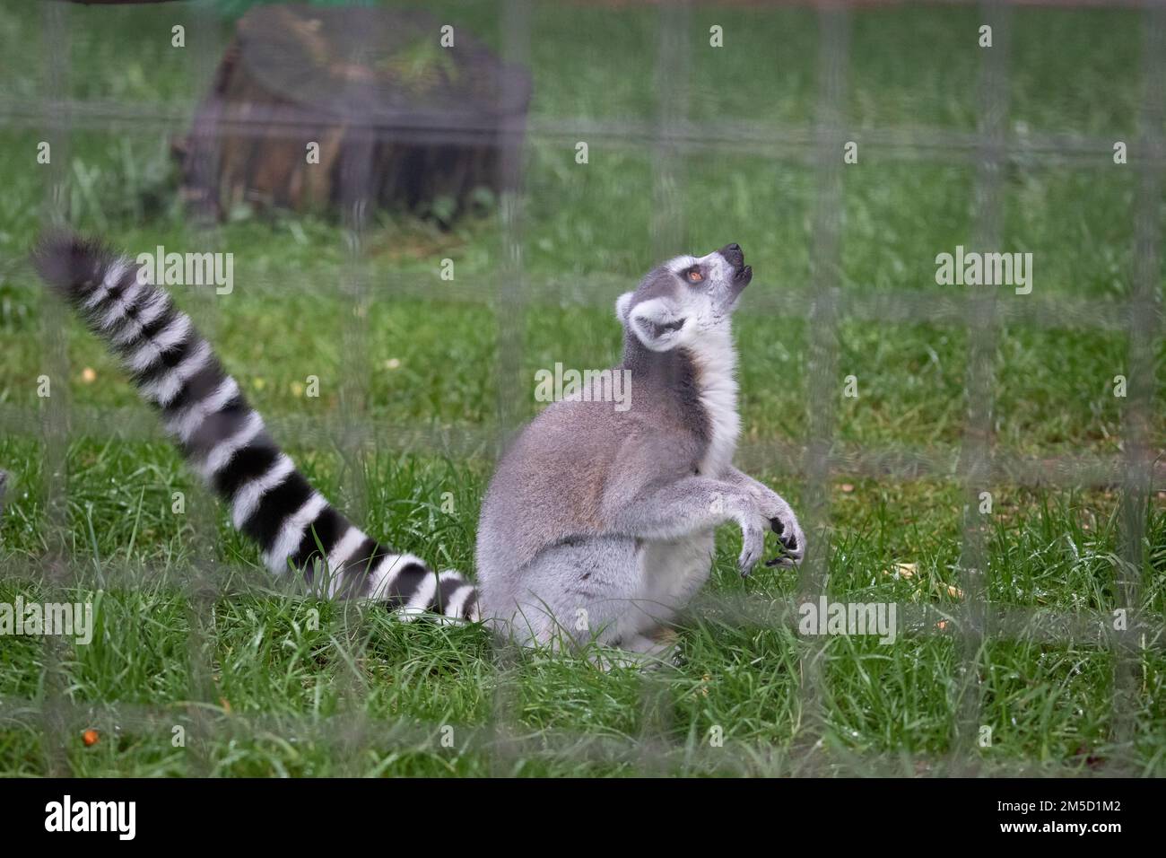 A ring tailed lemur (Lemur catta) in its enclosure at Tropiquaria zoo ...