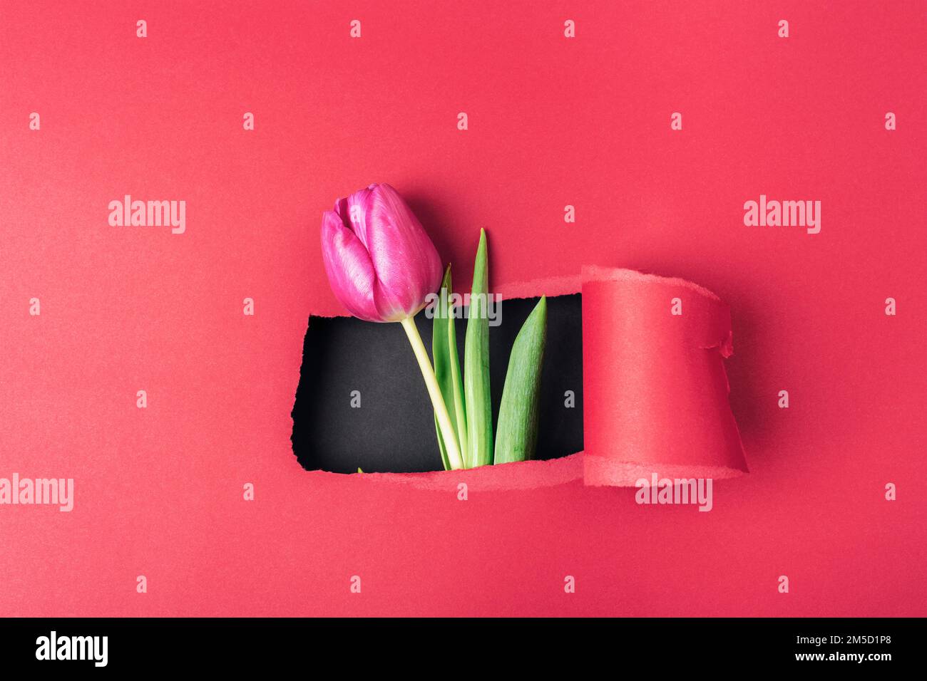 Tulip Background Paper