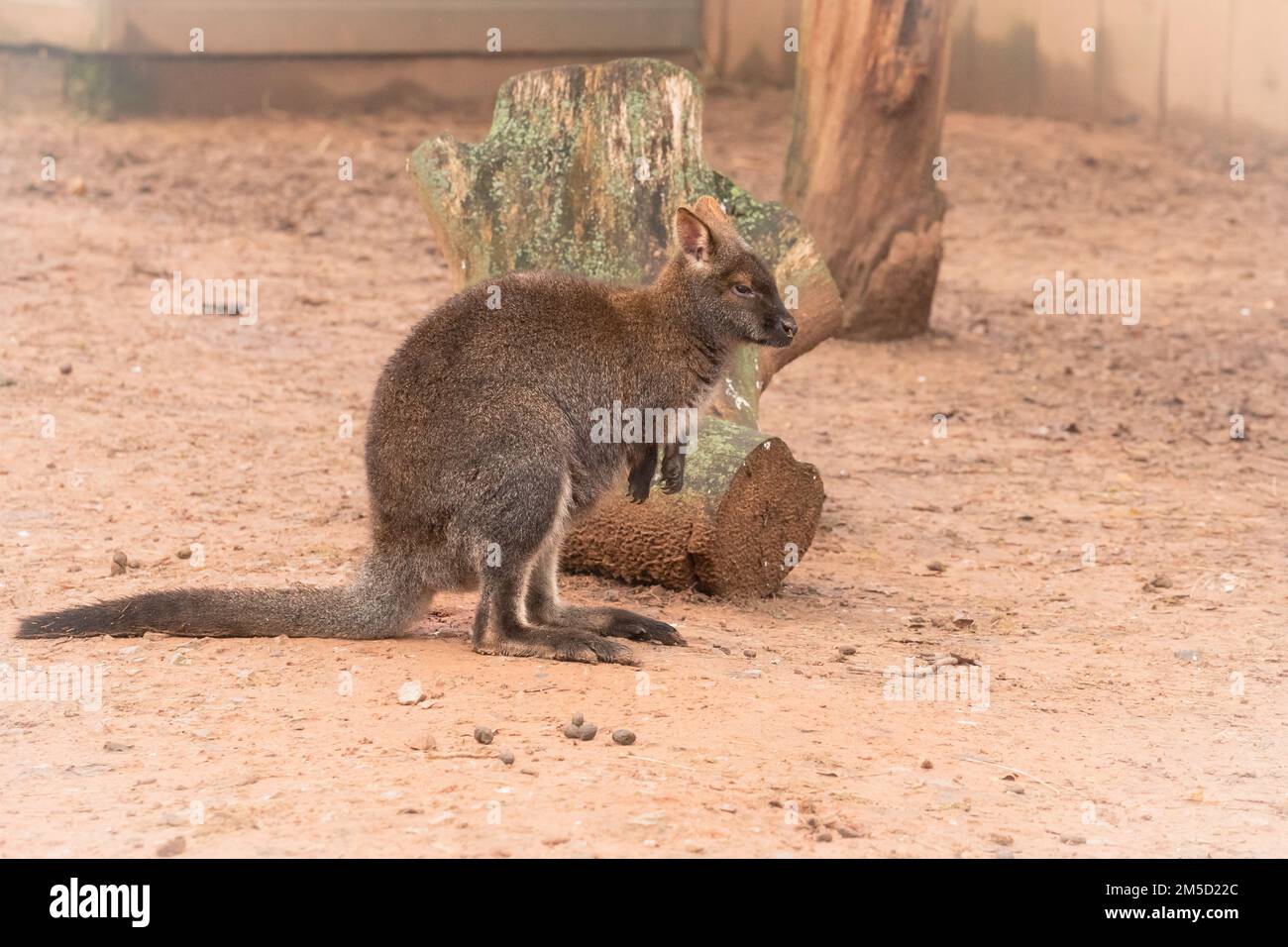 At Tropiquaria zoo, Somerset, one of the red-necked wallabies (Macropus ...