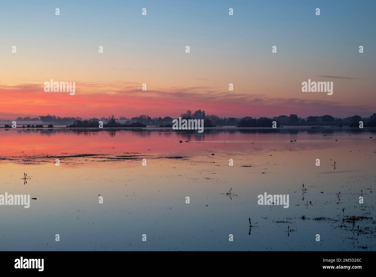 Spectacular pink landscape at dawn in a pond in the Doana National Park ...