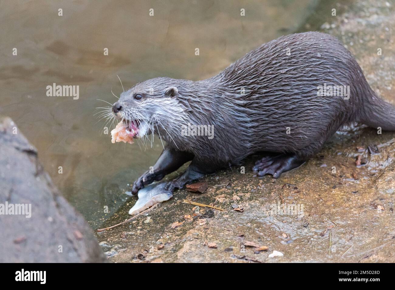 Otters pool zoo hi-res stock photography and images - Alamy