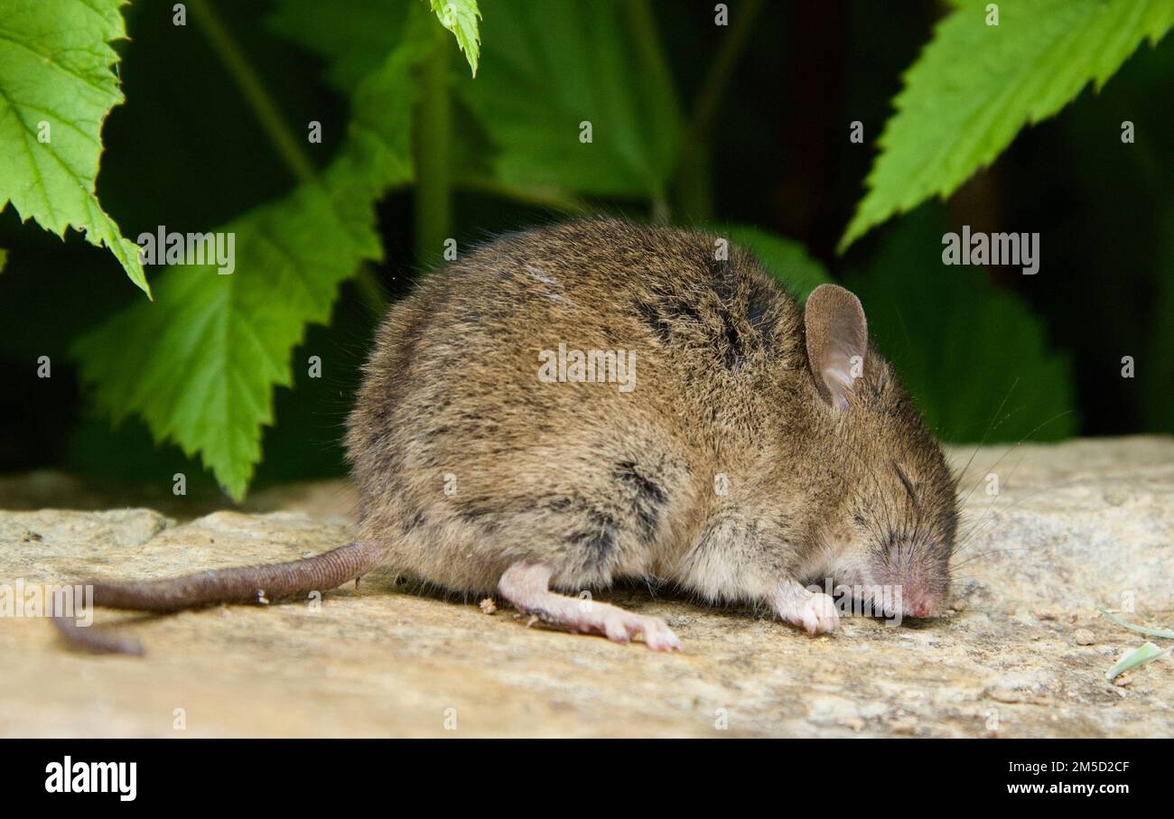 Little mouse ears hi-res stock photography and images - Alamy