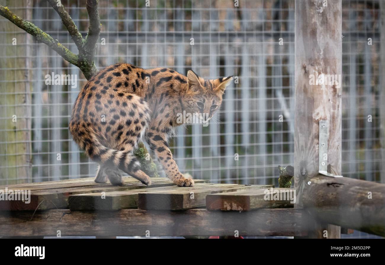 After being fed at Tropiquaria zoo, Somerset, the Serval (Leptailurus ...