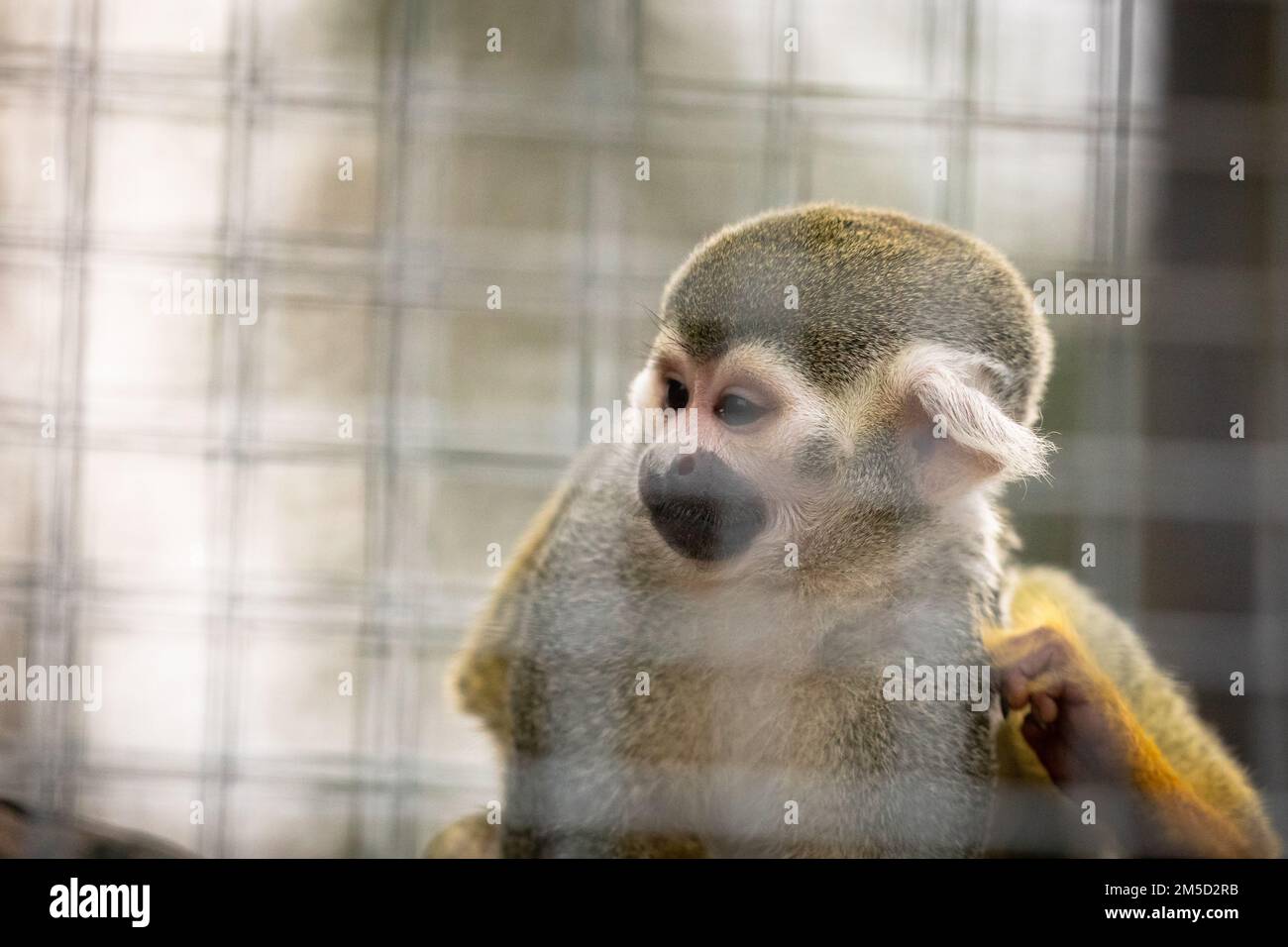 At an enclosure at Tropiquaria zoo, Somerset, a common squirrel monkey ...