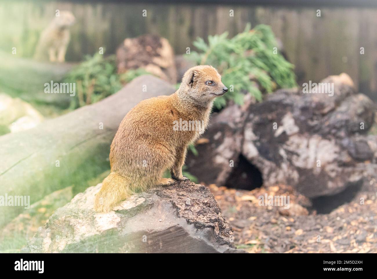 In the new enclosure at Tropiquaria zoo in Somerset the yellow mongoose (Cynictis penicillata ...