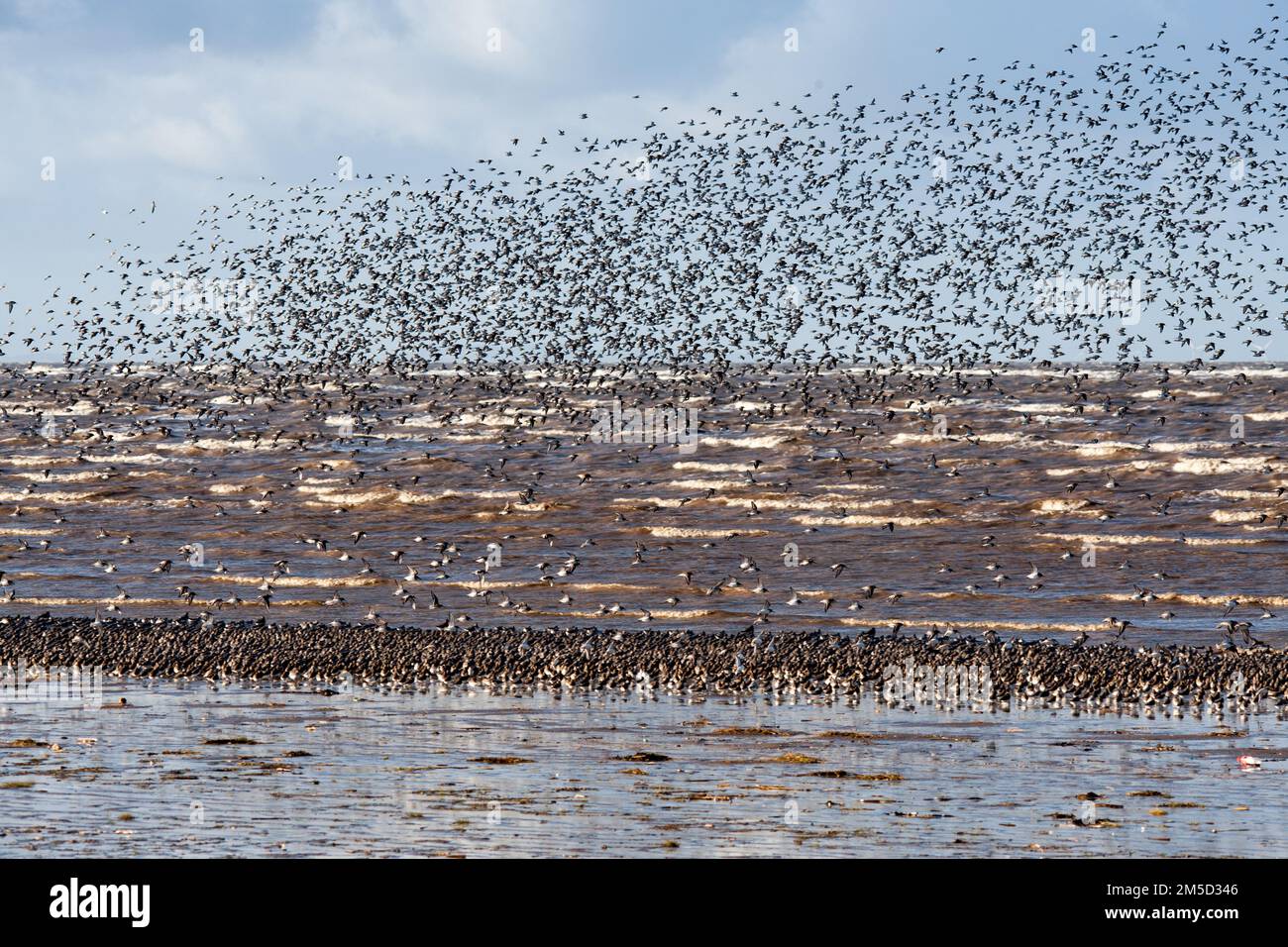 The several hundred wading birds flying up from a shoreline against a ...
