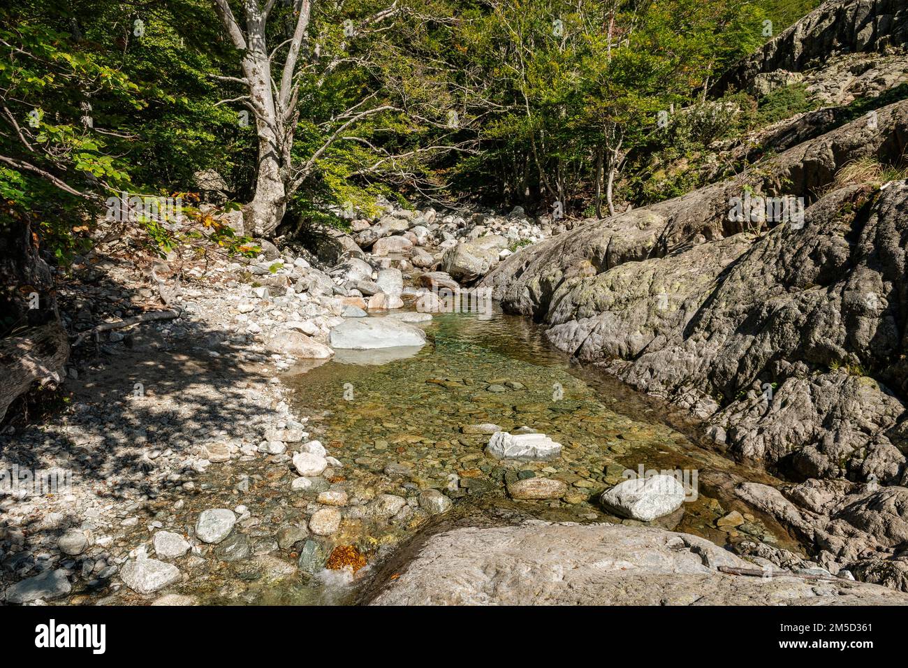 Agnone stream and forest during the descent to Vizzavona, GR20, Corsica ...