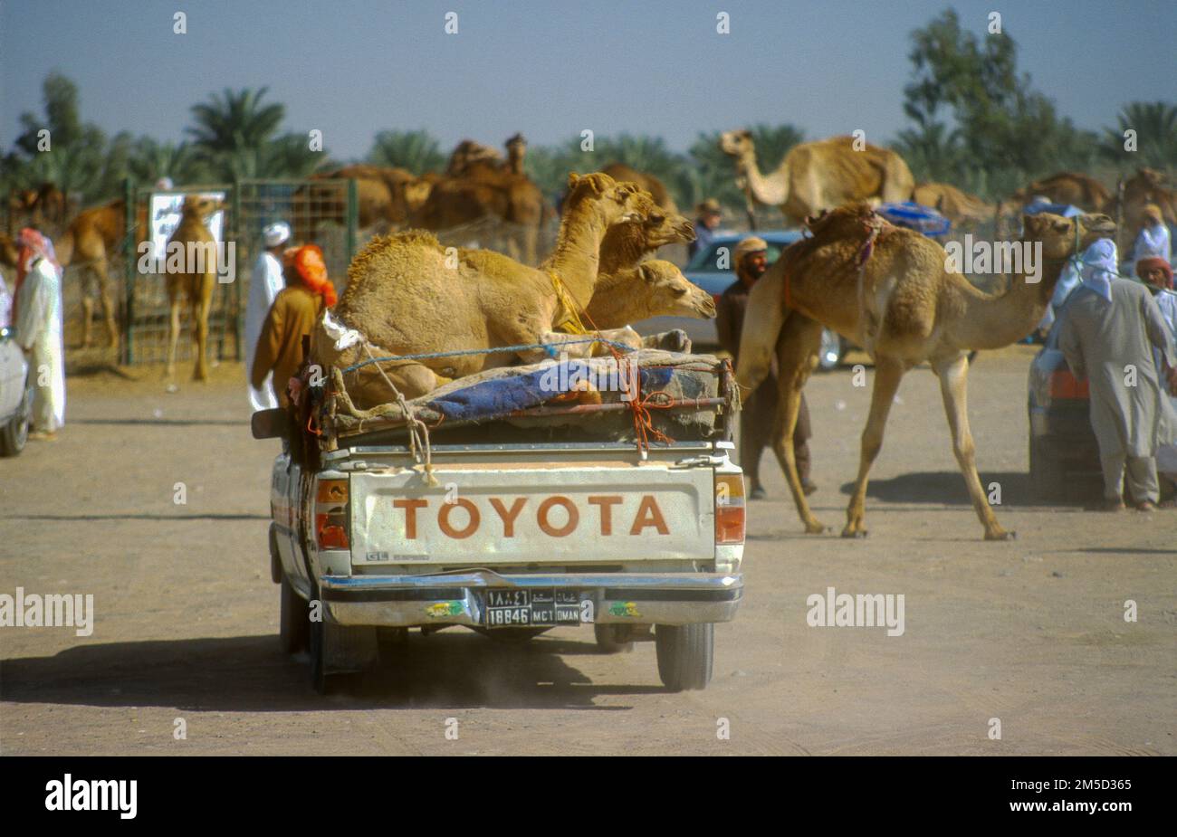 Livestock market at Buraimi, Oman, on the UAE border Stock Photo - Alamy