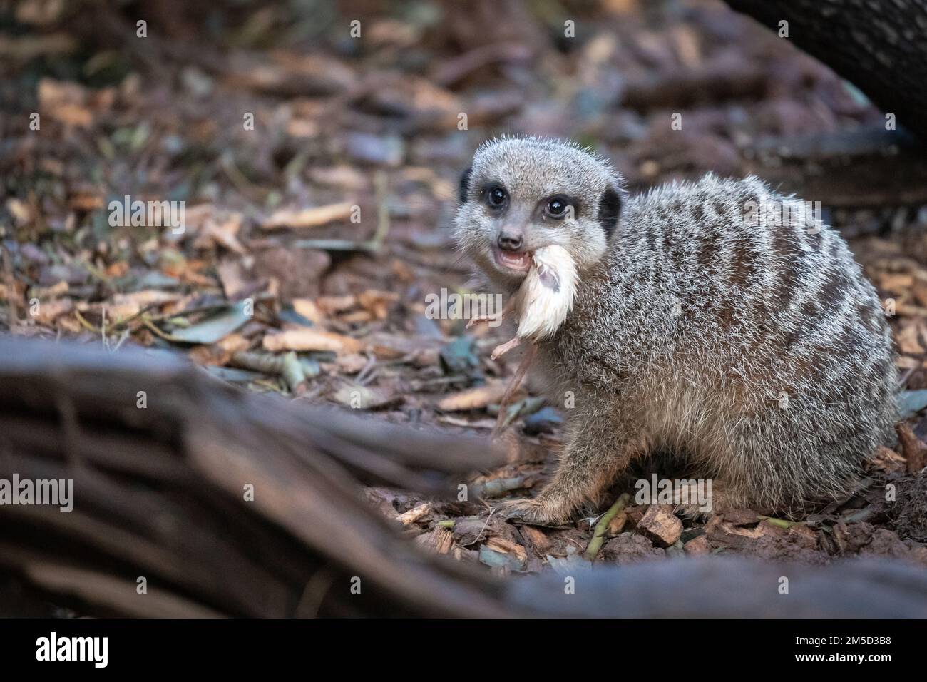 Meerkat eating white mouse hi-res stock photography and images - Alamy