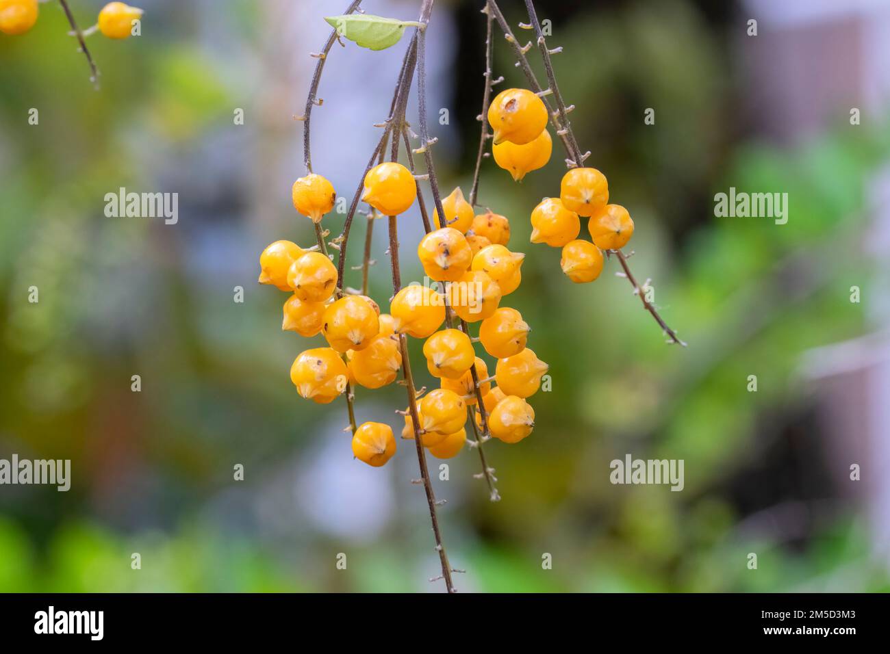 Duranta Erecta Fruit At Amsterdam The Netherlands 28-10-2022 Stock ...