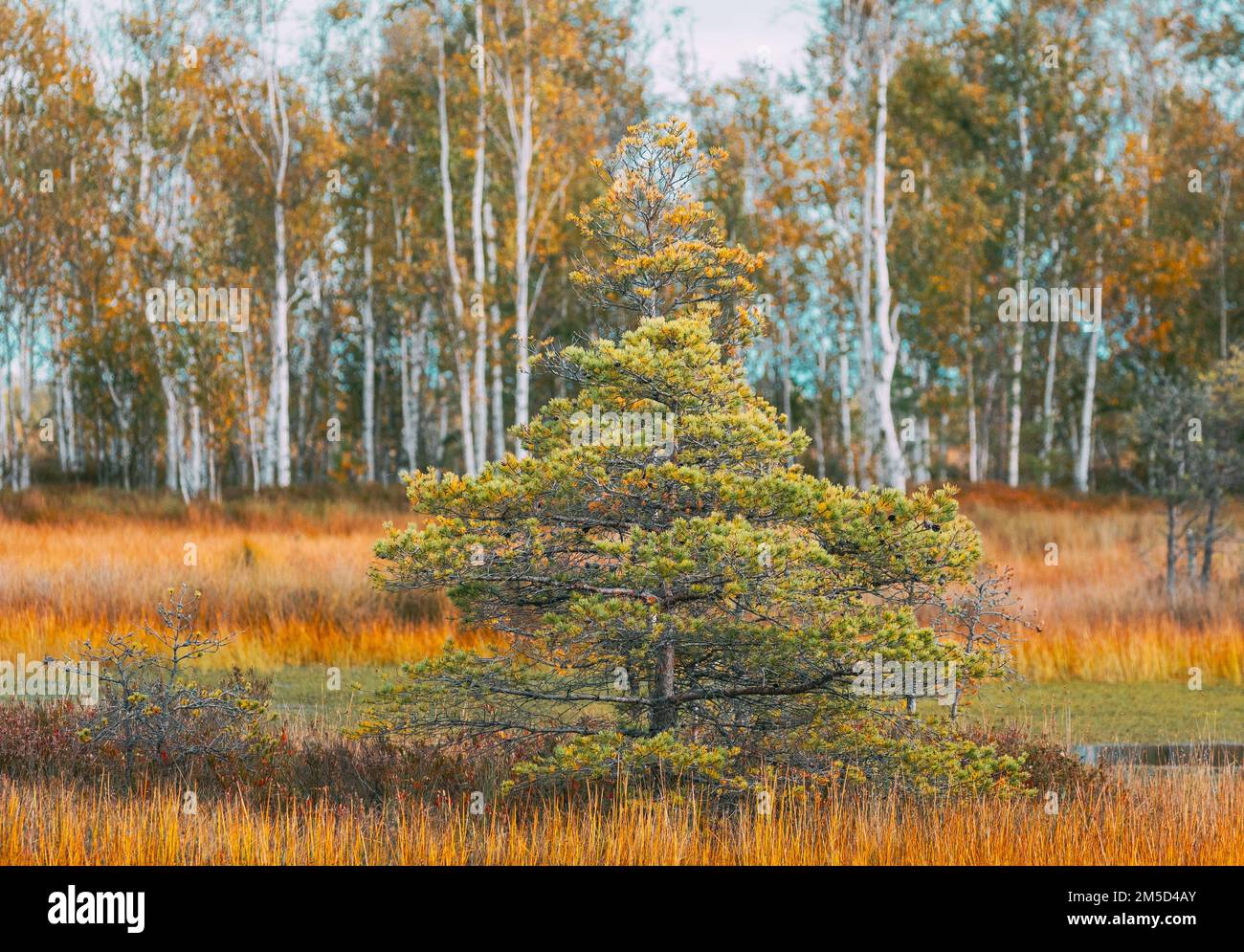 Wetland. View On Natural Swamp. Nature Reserve At Autumn Sunny Day ...