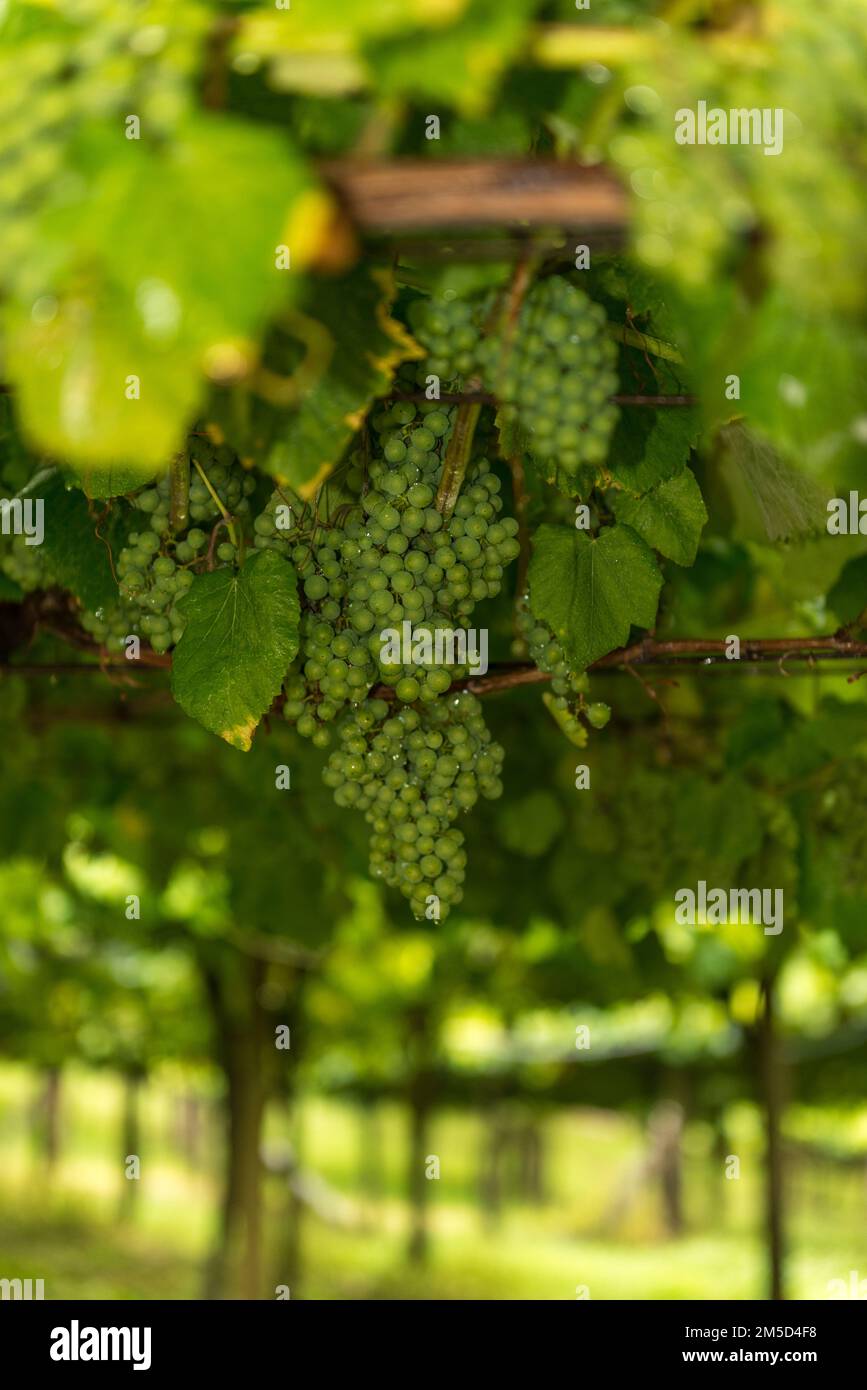 Grapes in rain hi-res stock photography and images - Alamy