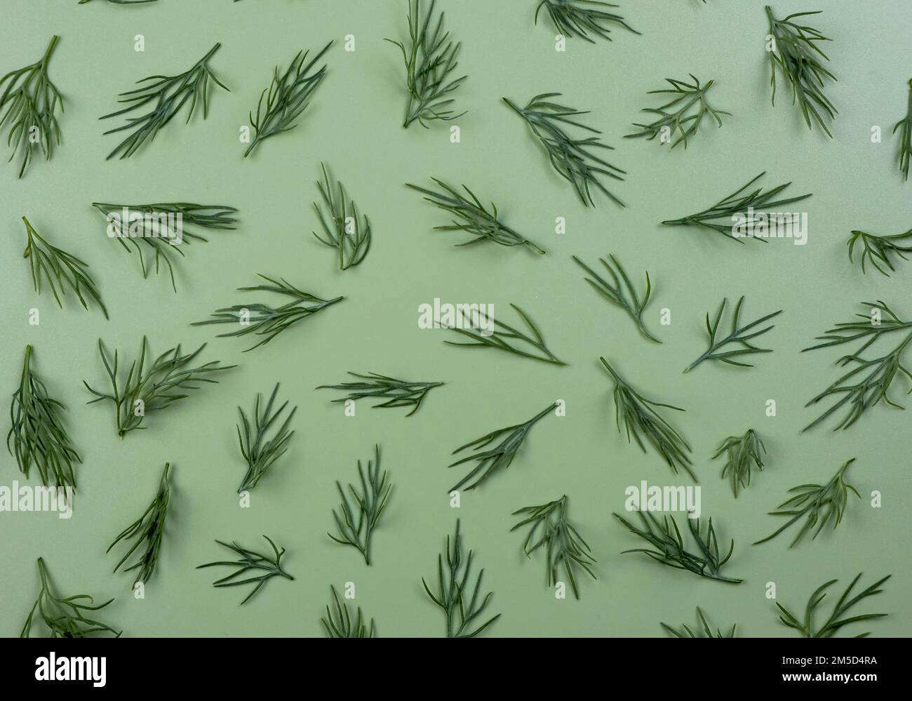 pastel green background with sprigs of dill, Christmas tree or other ...