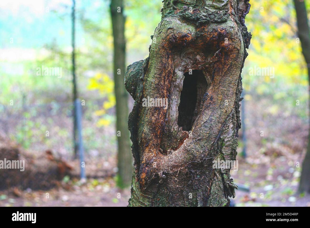 Strange and disturbing hole in trunk of wild cherry tree Stock Photo ...