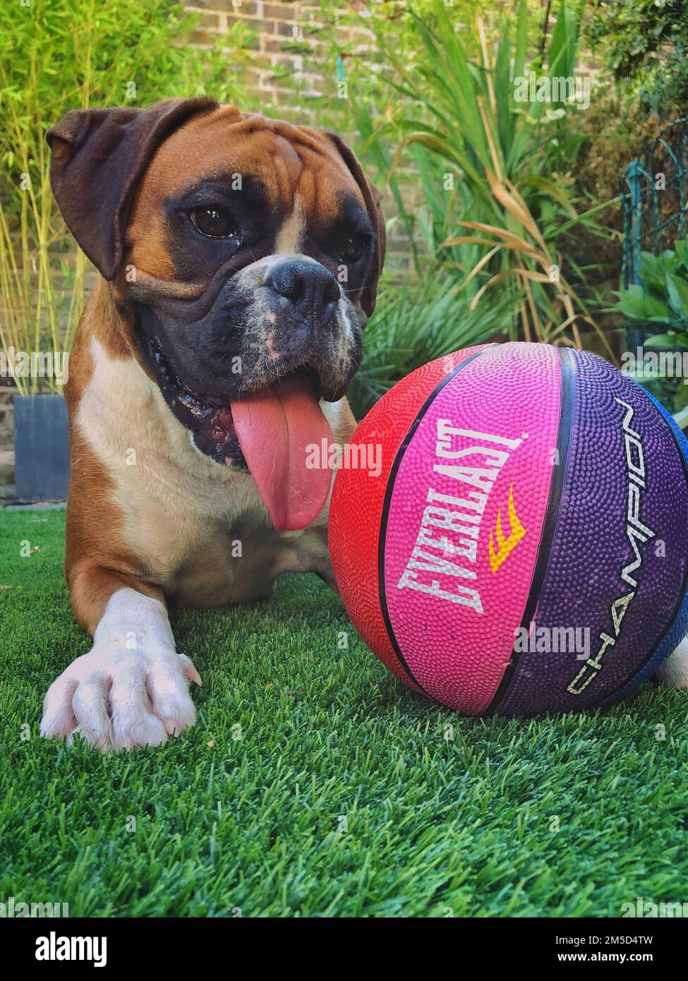 A portrait of an adorable boxer dog laying on the ground with a ...