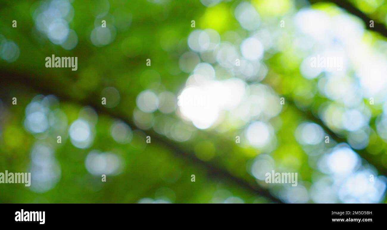 Green bokeh in the garden. Lens flare in the forest. Bright spring ...