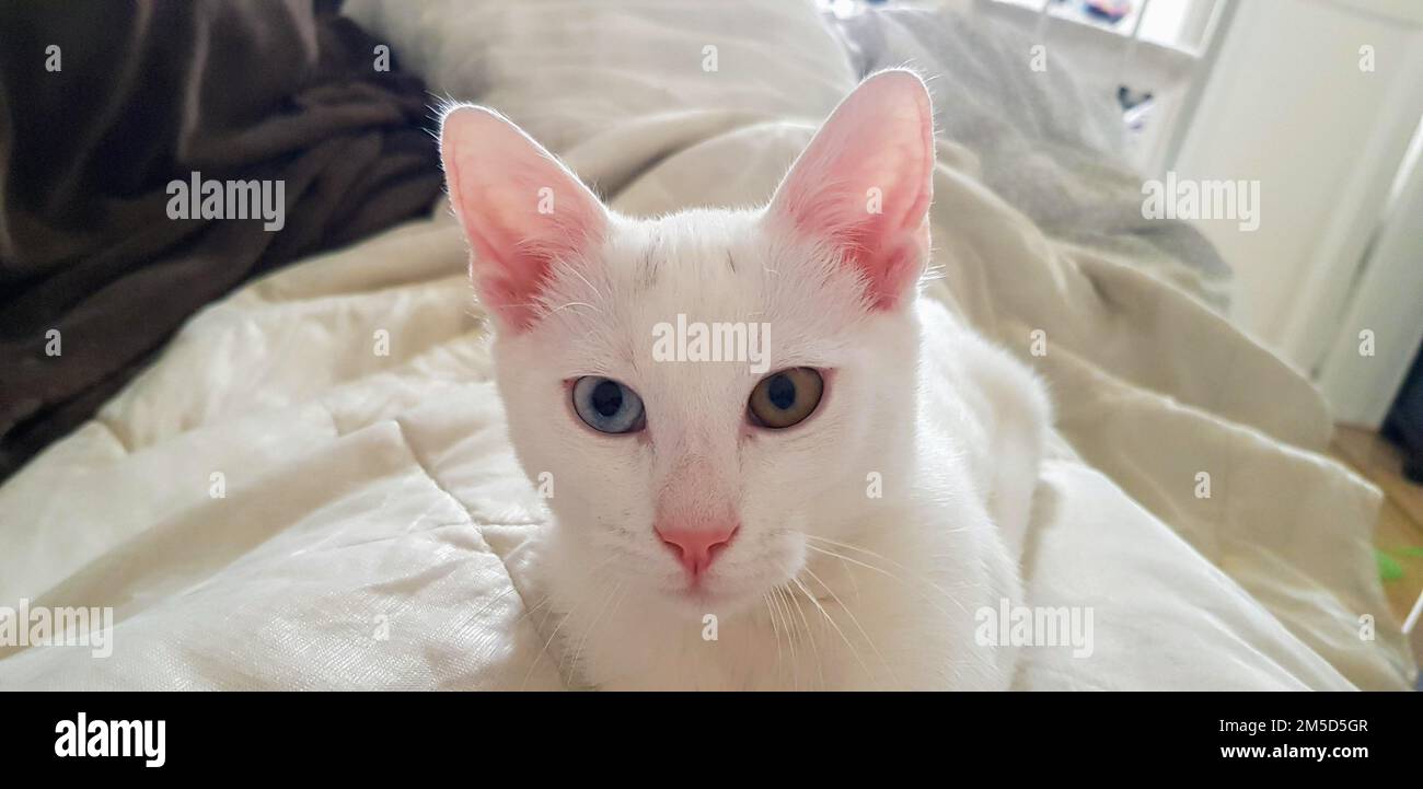 Khao manee cat breed hi-res stock photography and images - Alamy