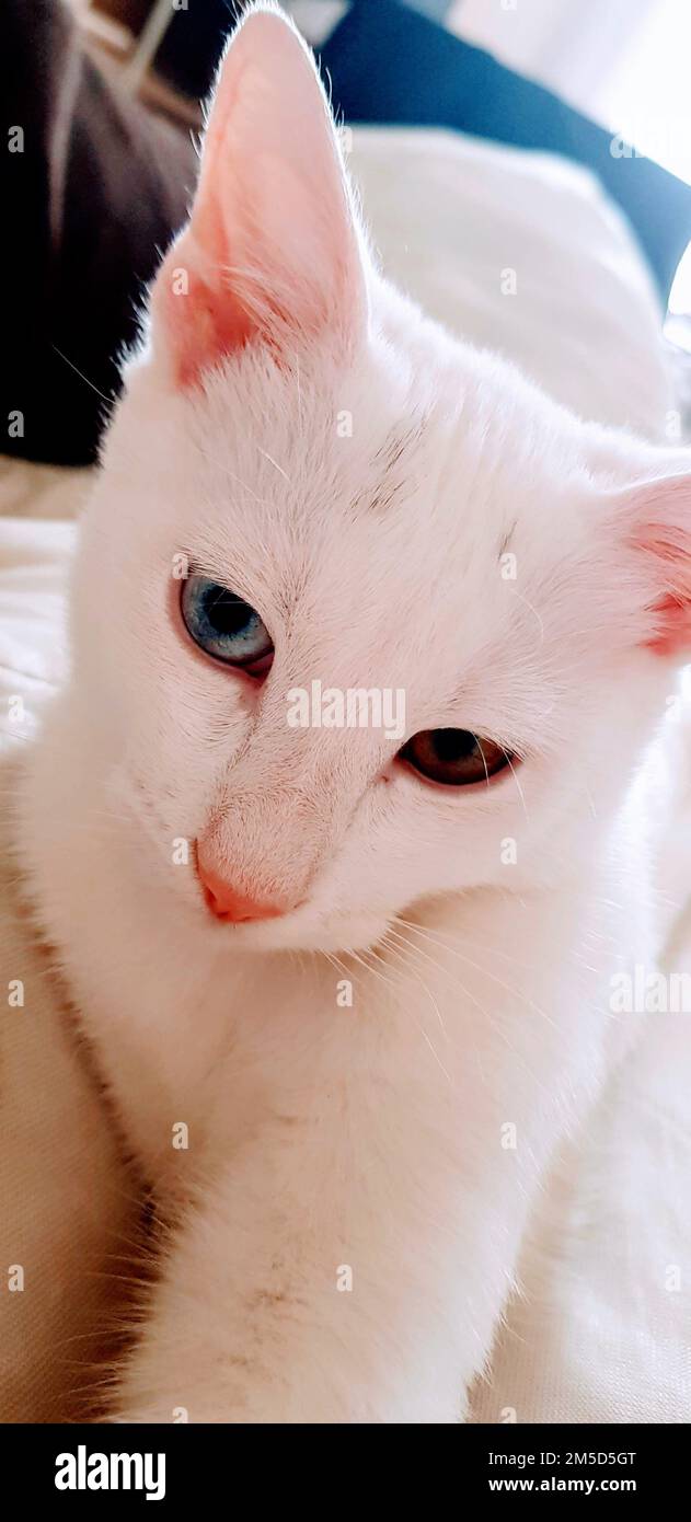 Khao manee cat breed hi-res stock photography and images - Alamy