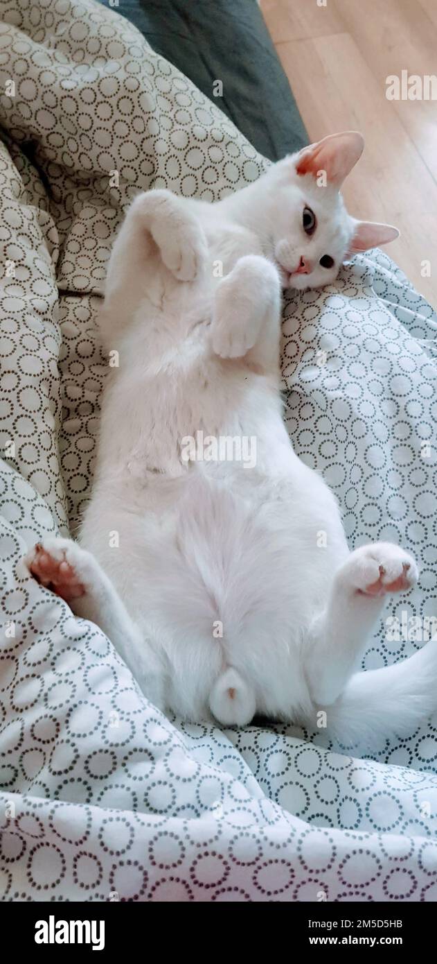 Khao manee cat breed hi-res stock photography and images - Alamy