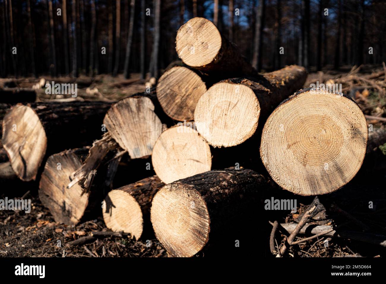 Trunk approach hi-res stock photography and images - Alamy