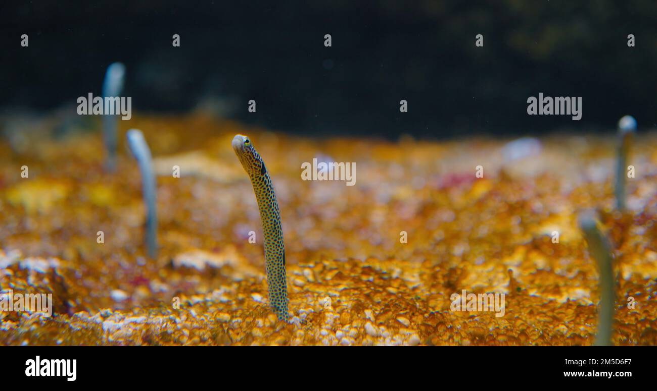 Heterocongrinae. Spotted and splendid garden eels. Small fish live in ...
