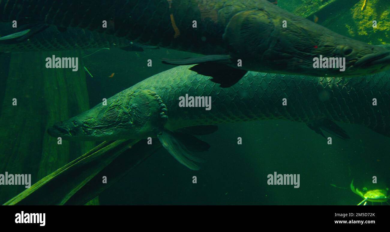 Largest river fish. Arapaima gigas in a freshwater aquarium. Vacation ...