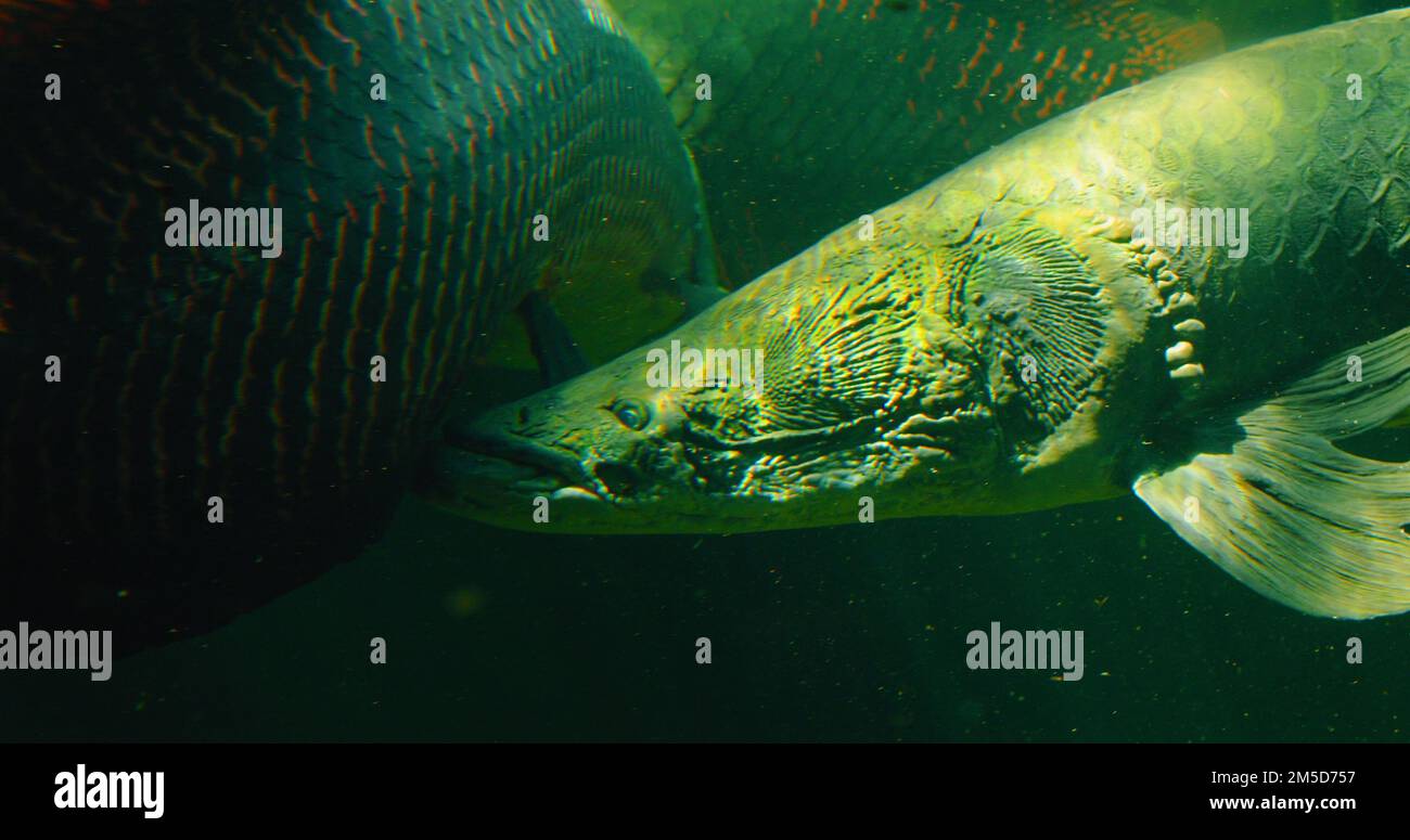 Arapaima gigas or pirarucu fish swimming in pond. It carnivore native ...