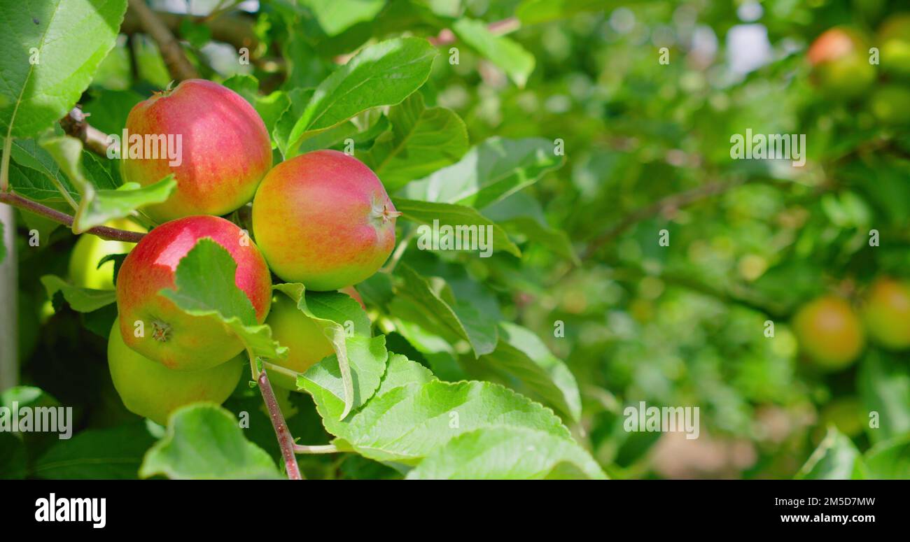 Apple tree with pink ripe eco fruits close up in sunlight. Red Harvest ...