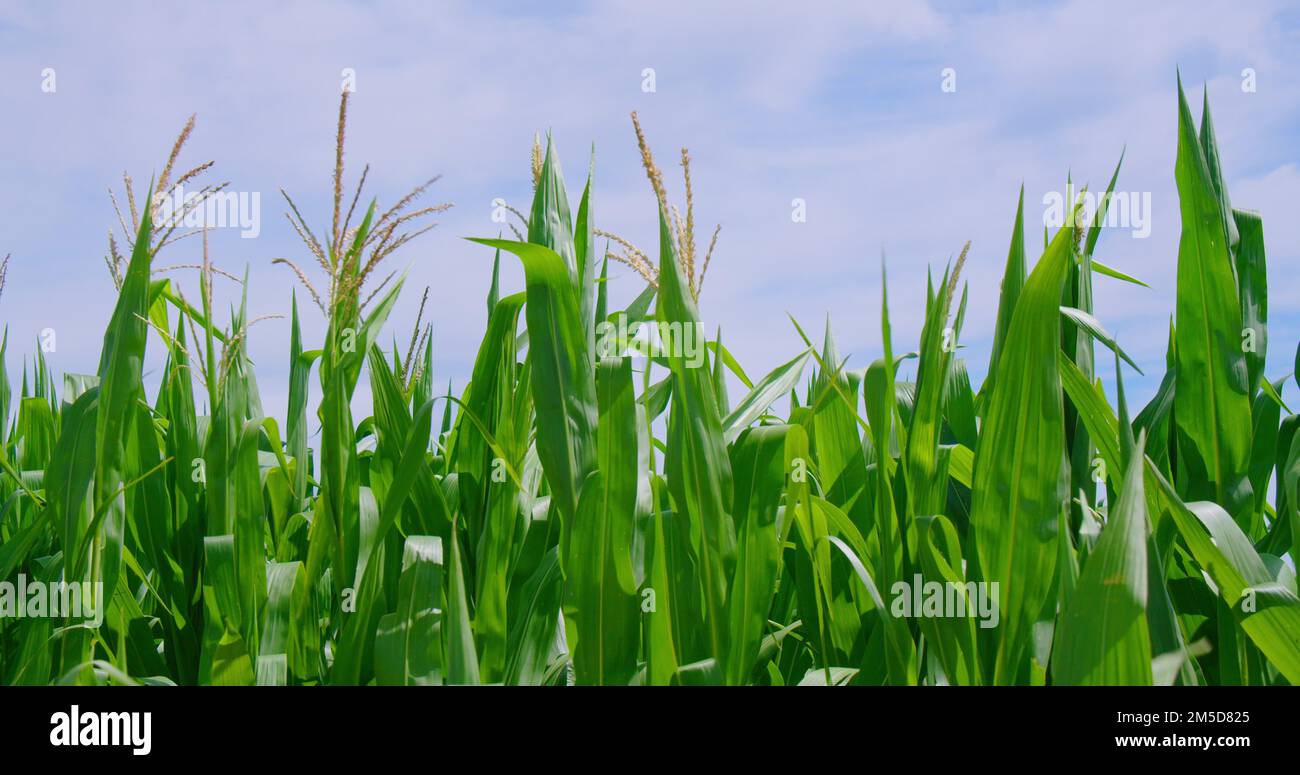 Blooming corn field close-up. Maize detail cutout is in full bloom in ...