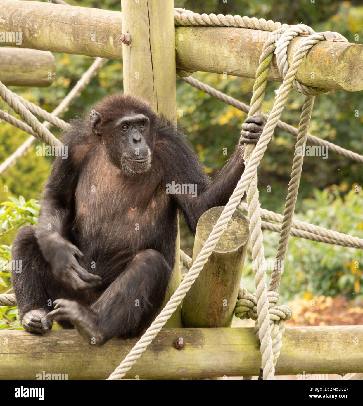 A closeup shot of a beautiful chimpanzee sitting on the wood Stock ...