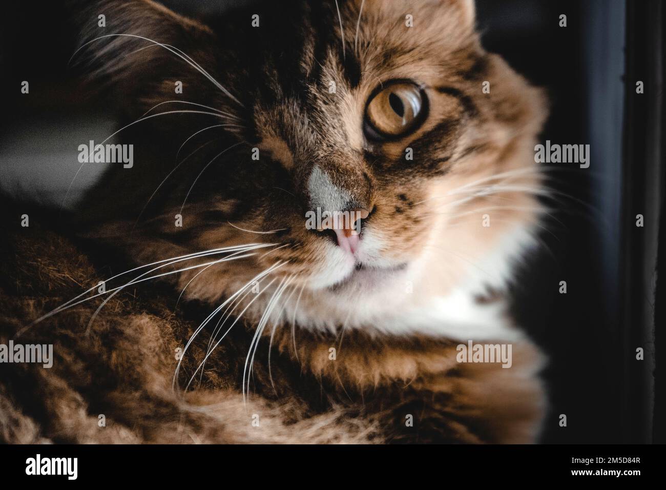 One beautiful eye hi-res stock photography and images - Alamy