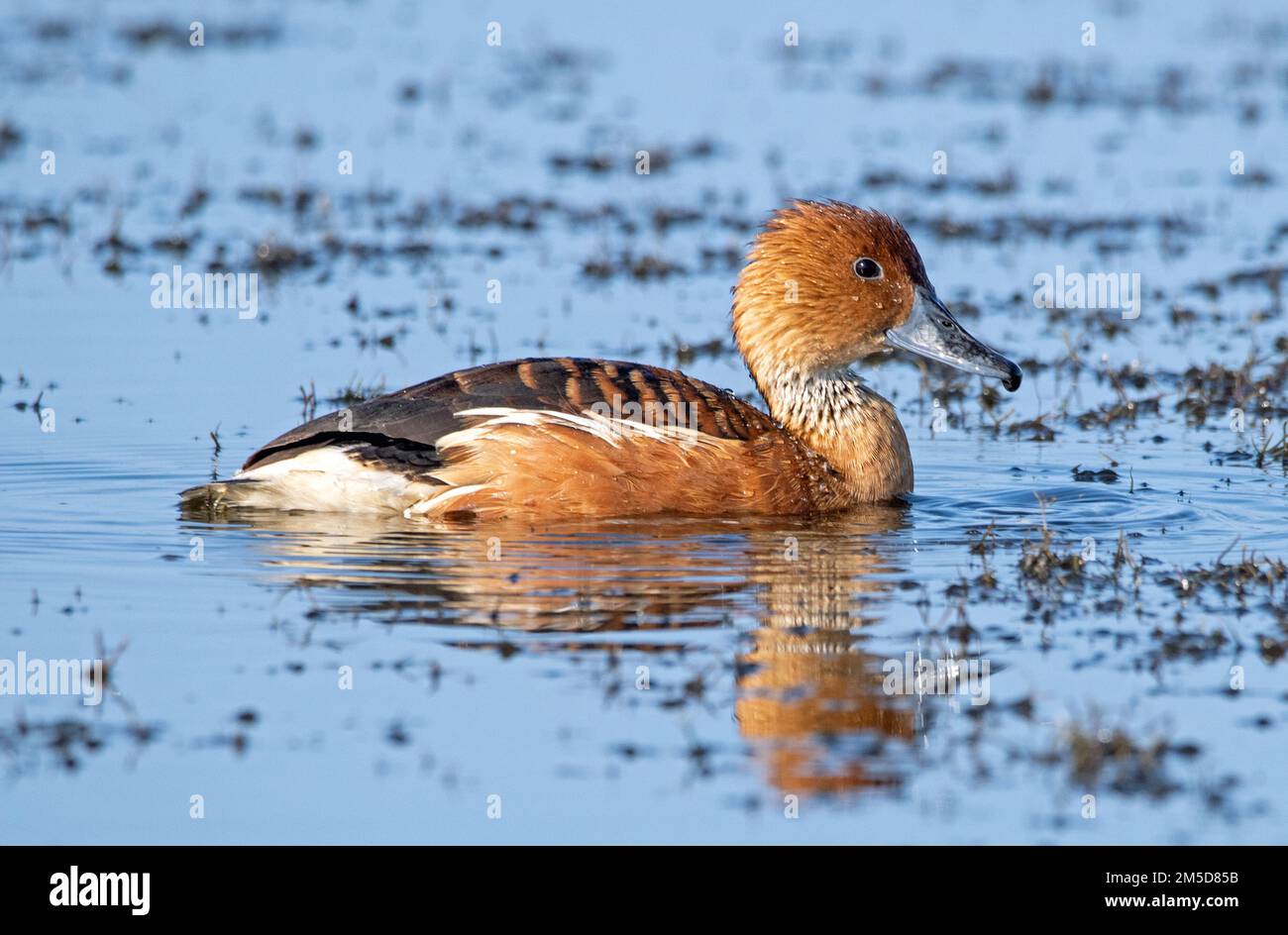Fulvous whistling ducks on a lake in Florida Stock Photo - Alamy
