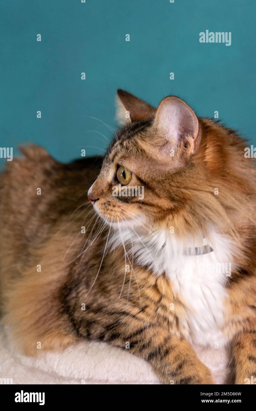 European common cat side view Stock Photo - Alamy
