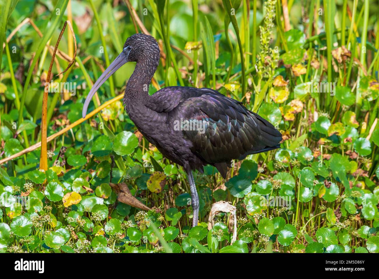 Wading bird with long curved beak hi-res stock photography and images ...