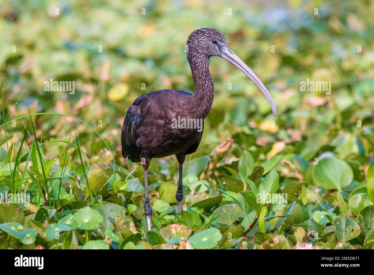 Wading bird with long curved beak hi-res stock photography and images ...